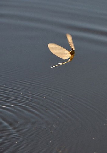 Efemeridele - insectele care traiesc doar cateva ore - ePedia