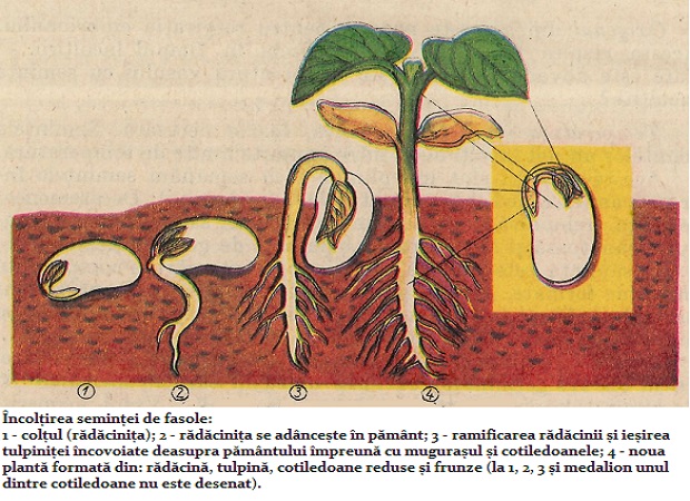 Floarea. Alcătuirea florii. Funcțiile florii - ePedia