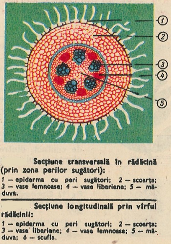 Rădăcina. Alcătuirea rădăcinii. Funcțiile rădăcinii - ePedia