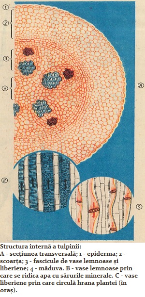 Tulpina. Alcătuirea tulpinii. Funcțiile tulpinii - ePedia