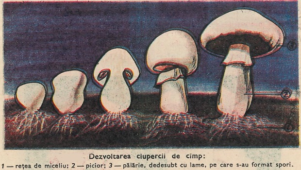 Ciuperca de câmp - ePedia