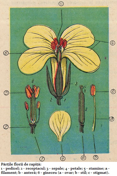Floarea. Alcătuirea florii. Funcțiile florii - ePedia