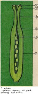 Floarea. Alcătuirea florii. Funcțiile florii - ePedia