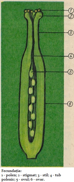 Floarea. Alcătuirea florii. Funcțiile florii - ePedia