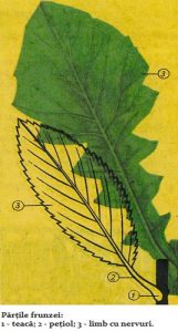Frunza. Alcătuirea frunzei. Funcțiile frunzei - ePedia