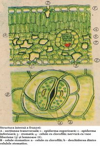 Frunza. Alcătuirea frunzei. Funcțiile frunzei - ePedia