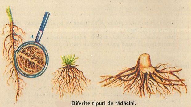 Rădăcina. Alcătuirea rădăcinii. Funcțiile rădăcinii - ePedia