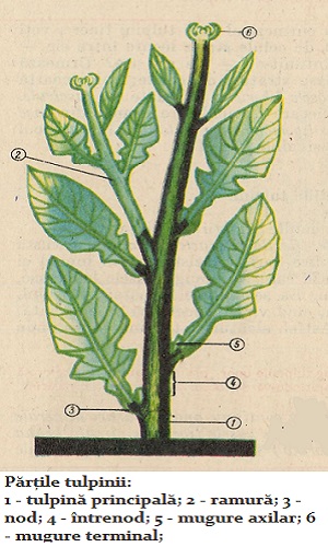 Tulpina. Alcătuirea tulpinii. Funcțiile tulpinii - ePedia
