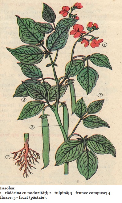Fasolea - ePedia
