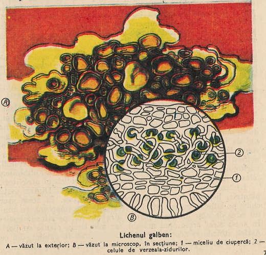 Lichenii - ePedia