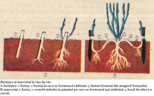 Vița de vie - ePedia