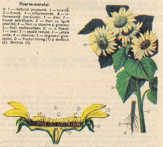 Floarea soarelui - ePedia
